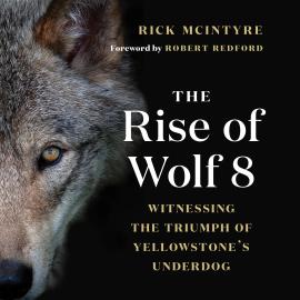 The Rise of Wolf 8 - Witnessing the Triumph of Yellowstone's Underdog ...